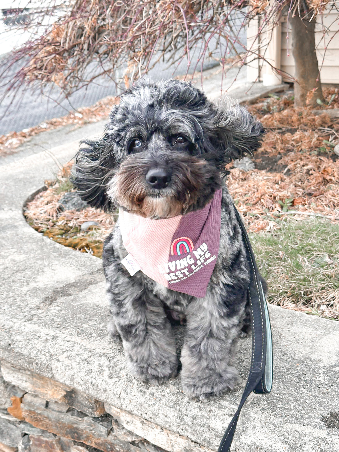 Three Paws Dog Accessories