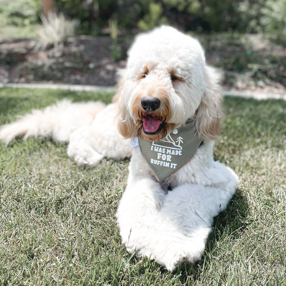 Three Paws Dog Accessories