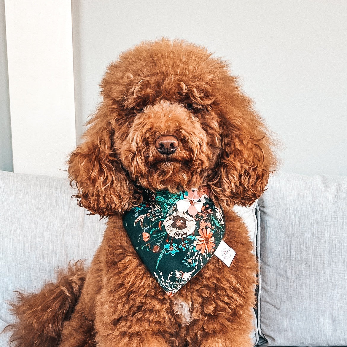 Join our Crew – Three Paws