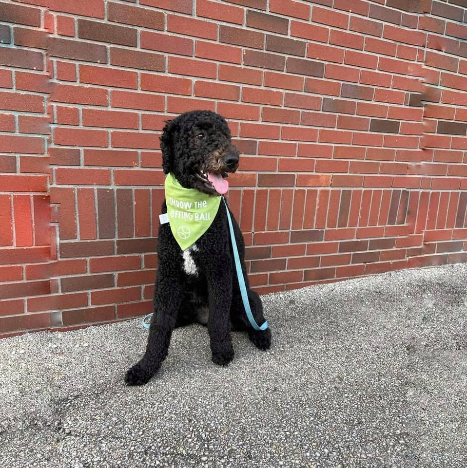 Three Paws Dog Accessories
