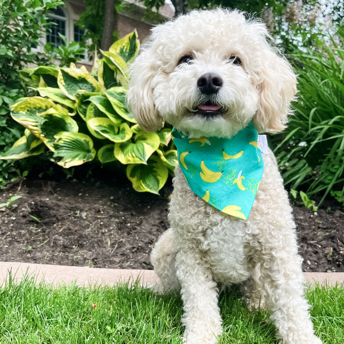 Three Paws Dog Accessories
