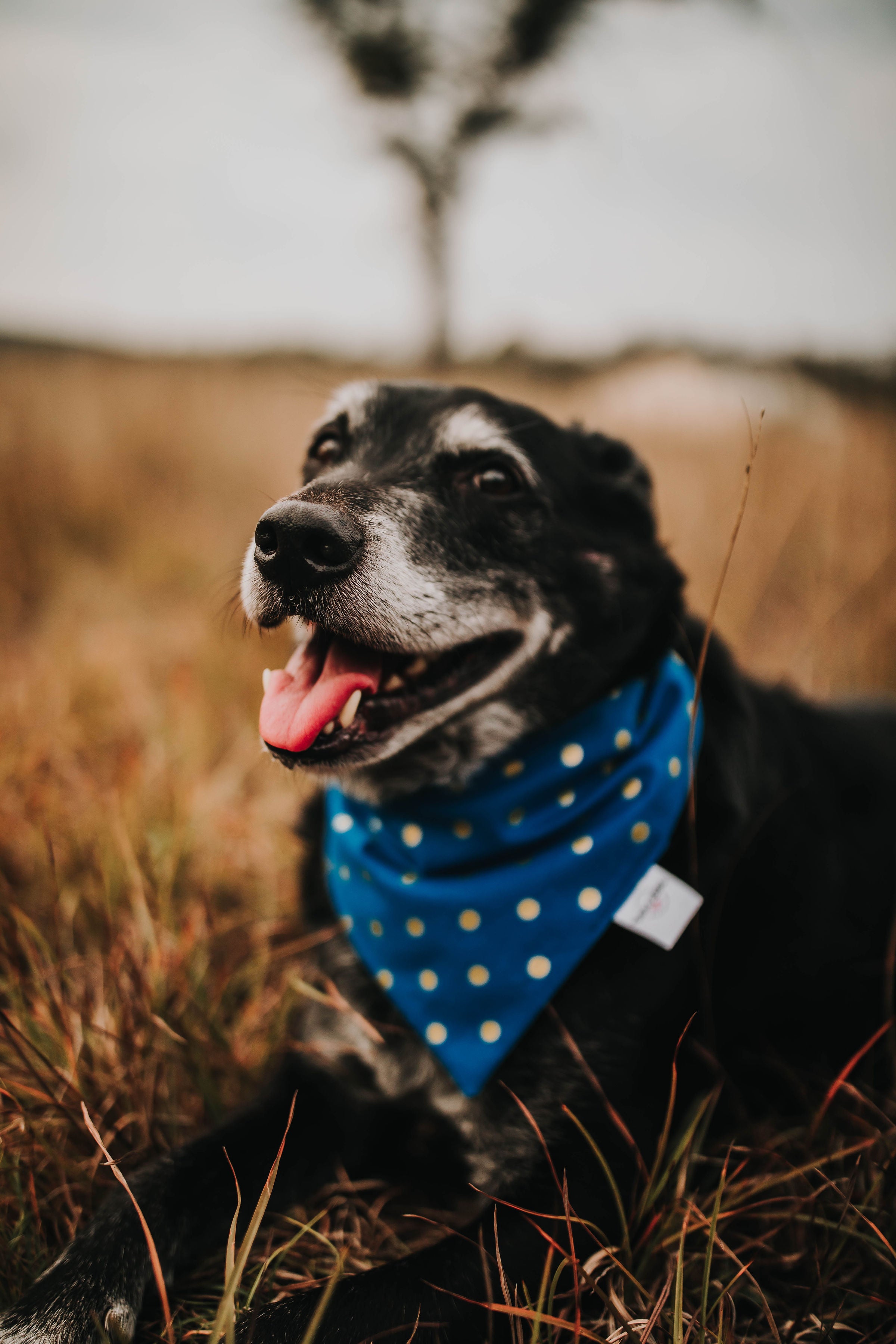 About US – Three Paws