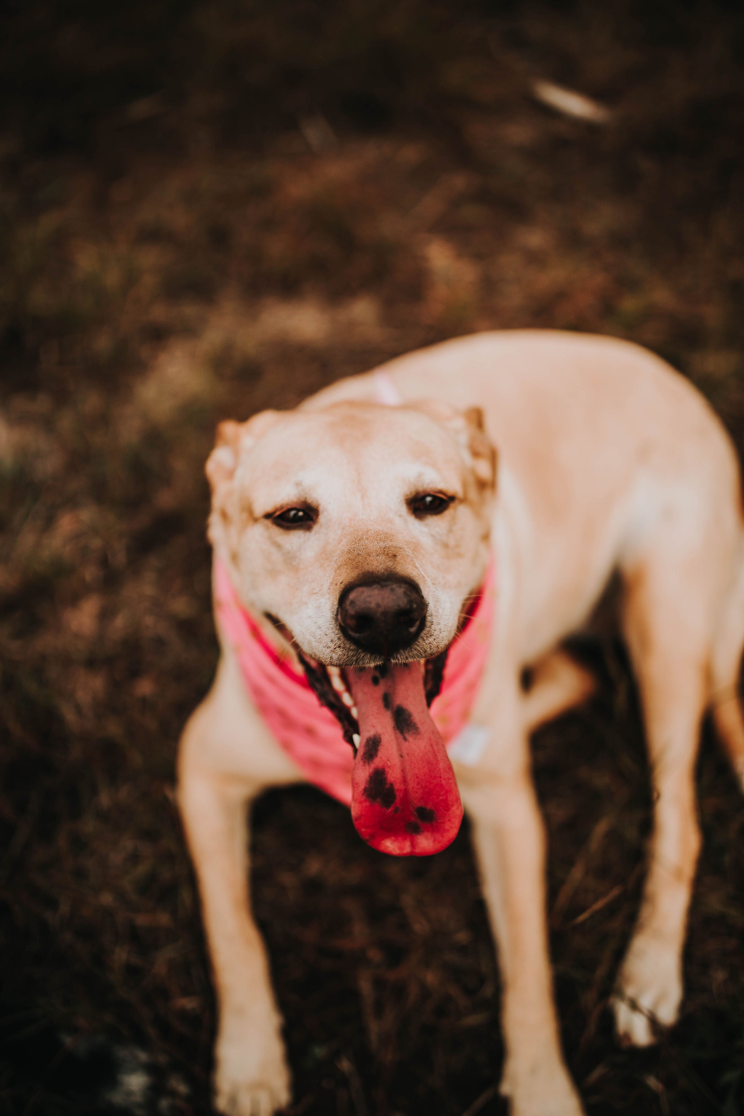 About US – Three Paws